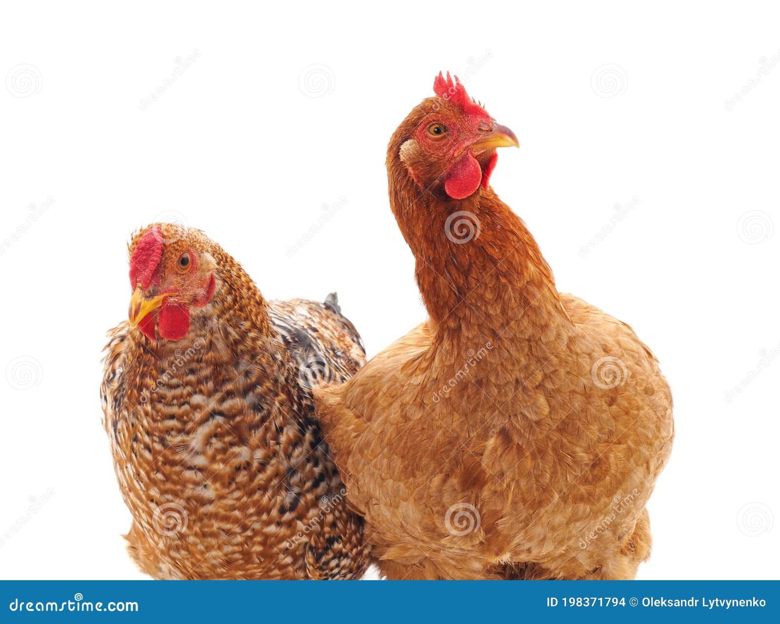 Two Young Chickens Royalty-Free Stock Photography | CartoonDealer.com ...
