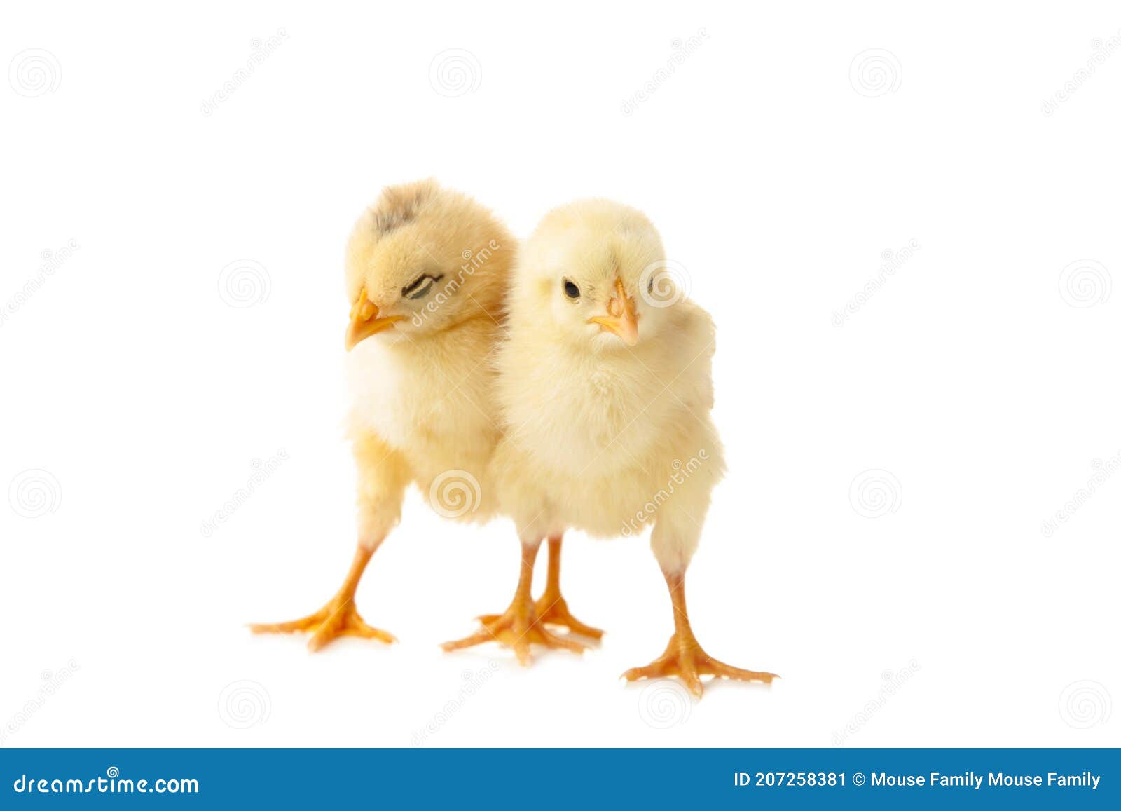 Two Young Chicks - Chickens Isolated on White Stock Image - Image of ...