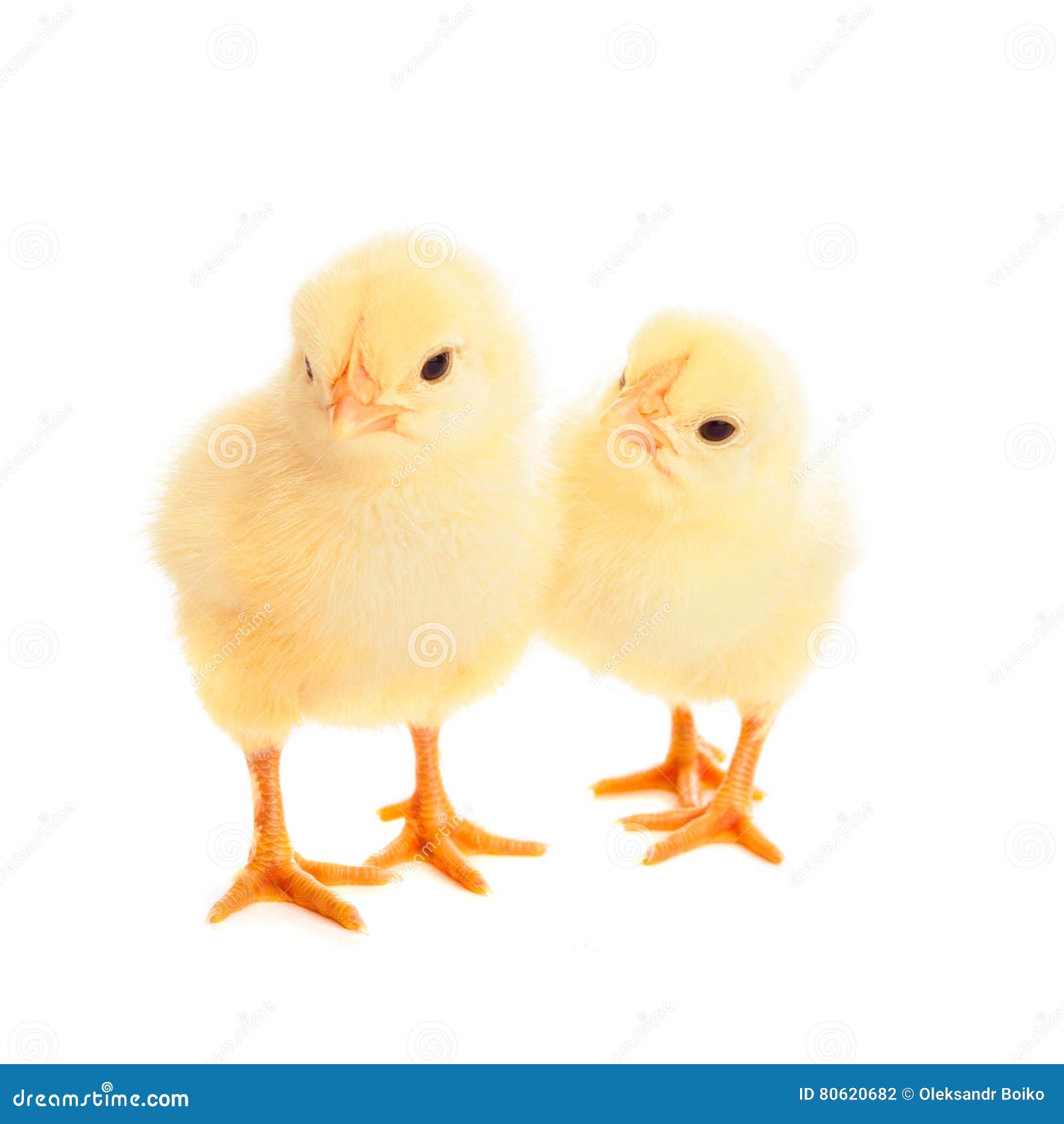 Two Young Chicks on White Background Stock Photo - Image of group ...