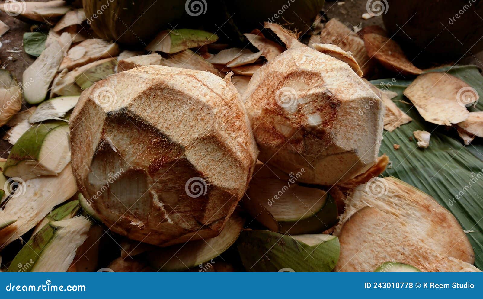Two Young Coconuts Which Have Peeled the Outer Skin Stock Photo - Image ...