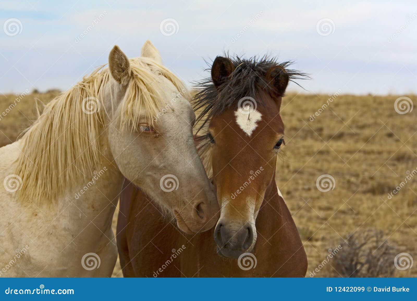 Two Young Colts stock image. Image of female, dominant - 12422099