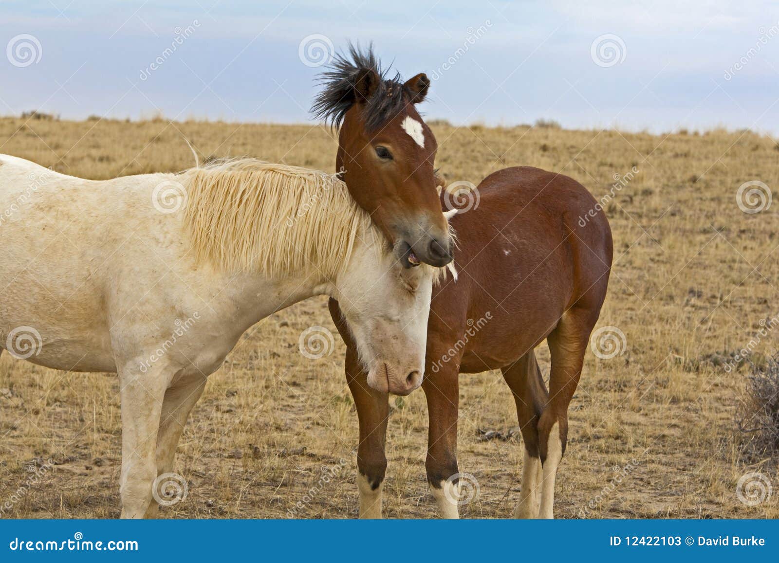 Two Young Colts stock image. Image of colt, equine, bush - 12422103