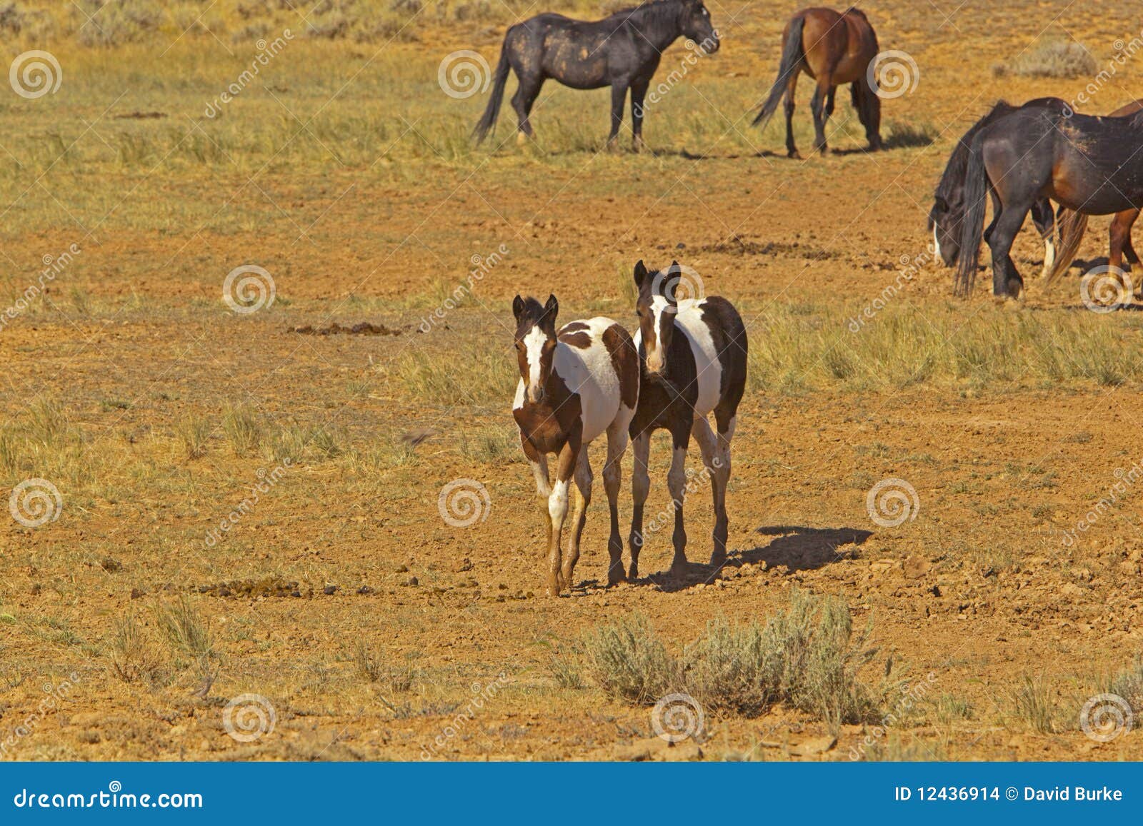 Two Young Colts stock photo. Image of mammal, dominance - 12436914