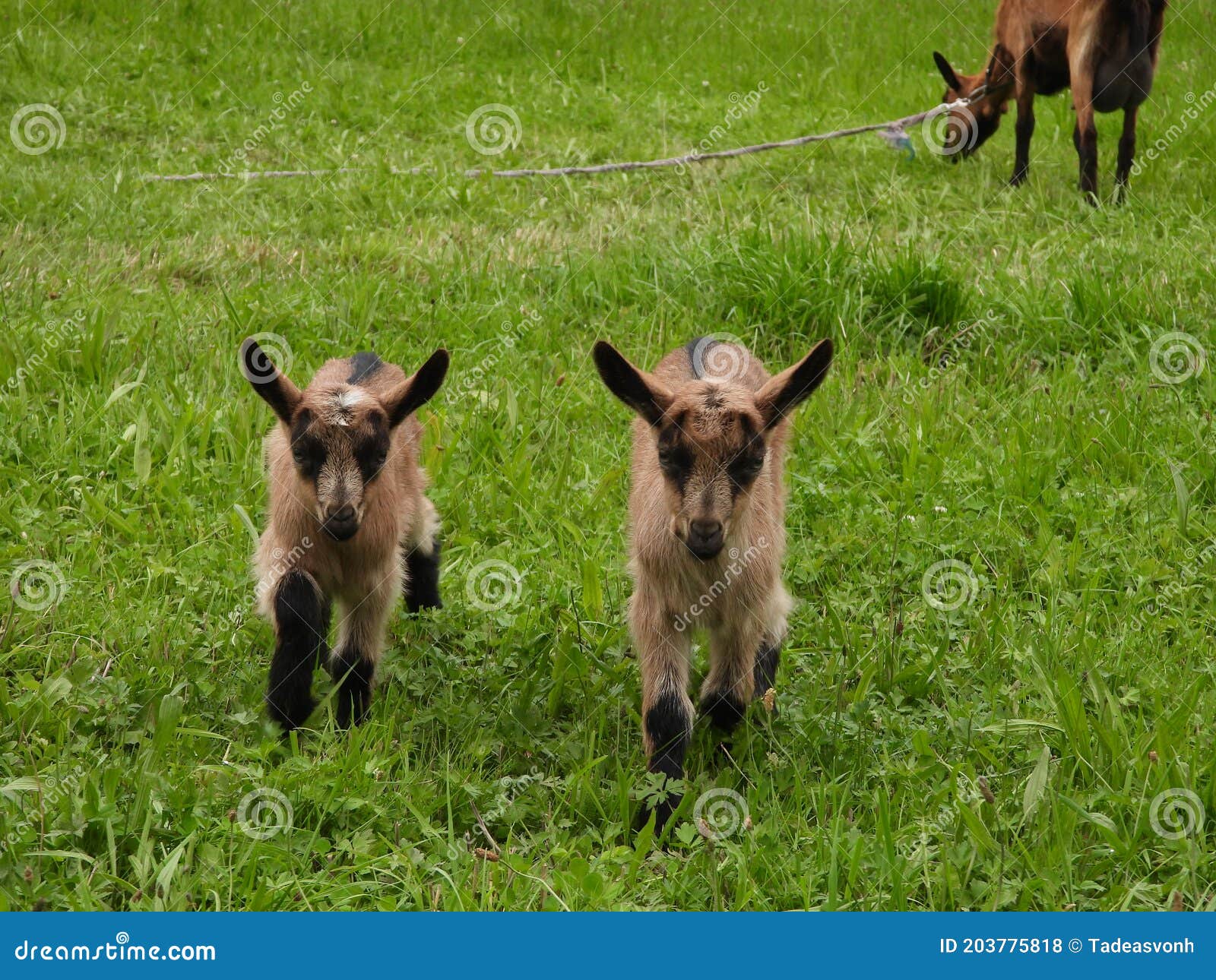 Two Young Baby Goats on Summer Pasture 3 Stock Photo - Image of ...