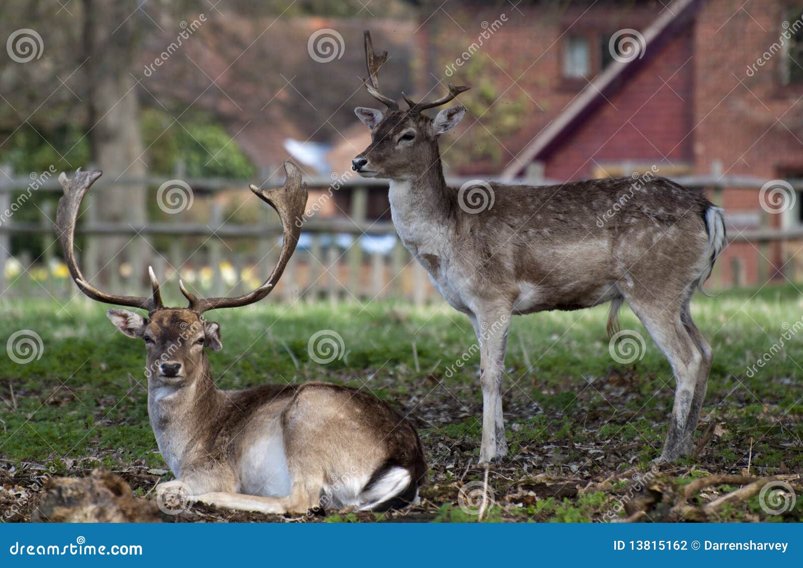 Two Young Deer in England stock photo. Image of tree - 13815162