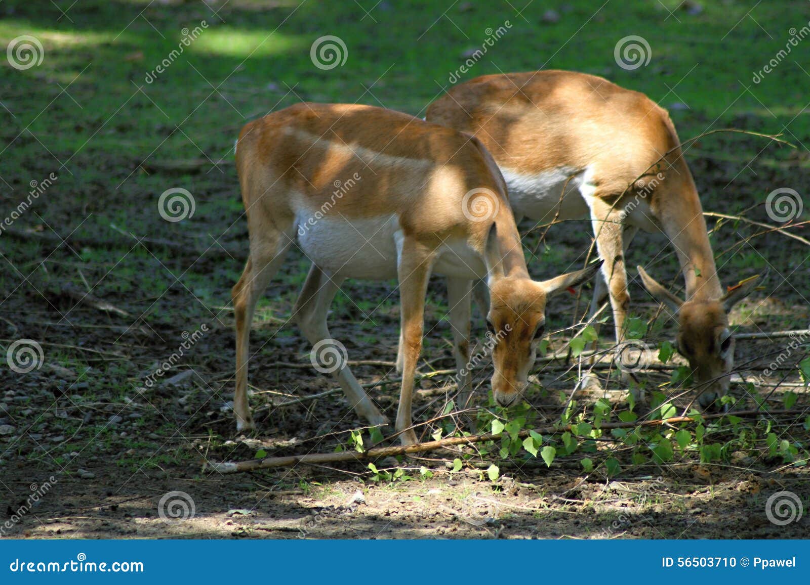 Two young deer stock photo. Image of animal, mammal, white - 56503710