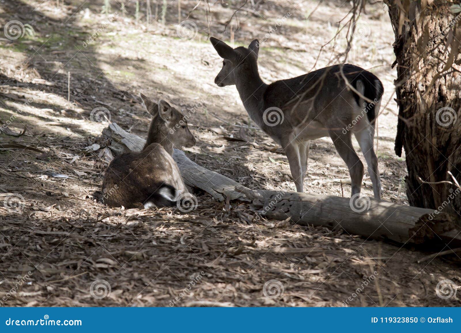 Two young deer stock photo. Image of young, black, eyes - 119323850