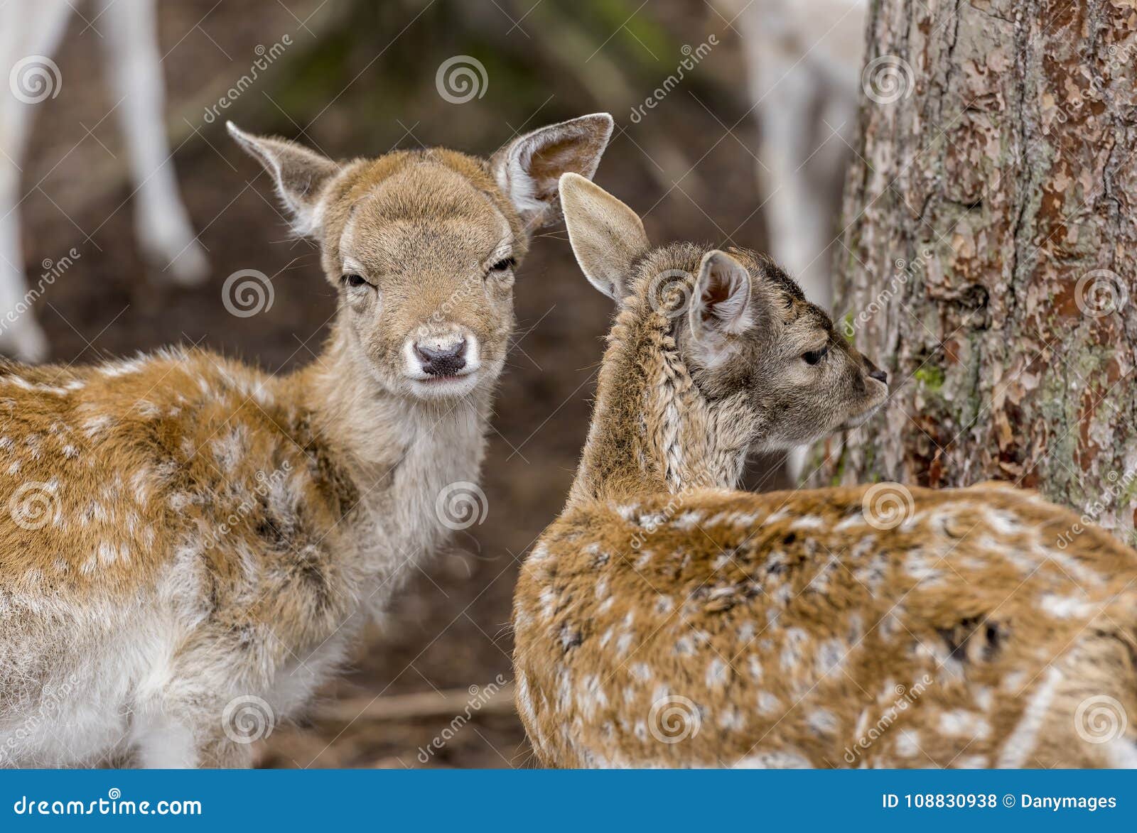 Two young deer stock photo. Image of nature, park, forest - 108830938