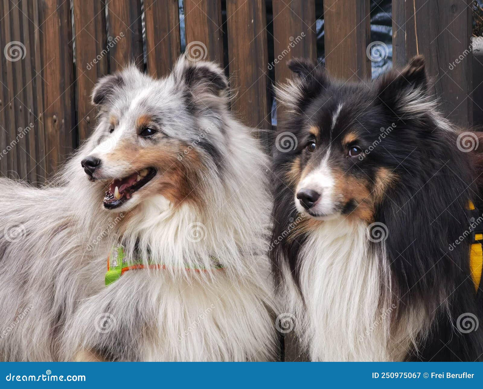 Two Young Dogs Side by Side, White and Black Stock Image - Image of ...