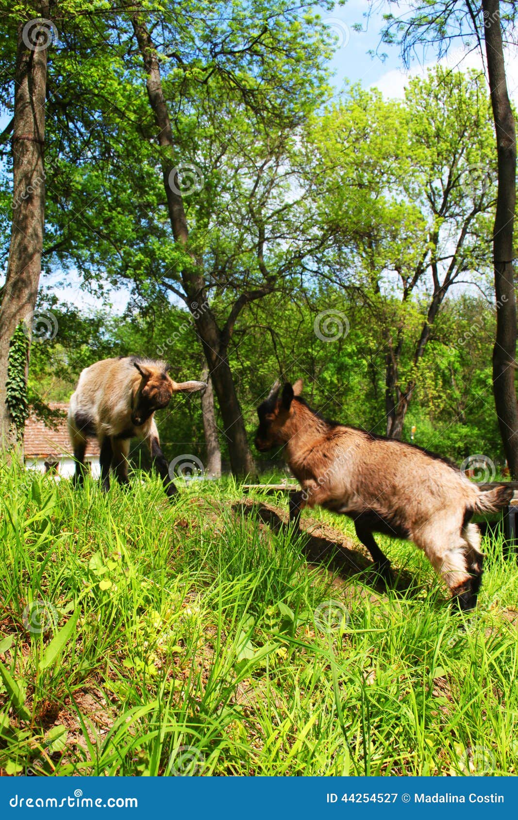 Two Young Domestic White Goats Fighting Stock Image - Image of goats ...