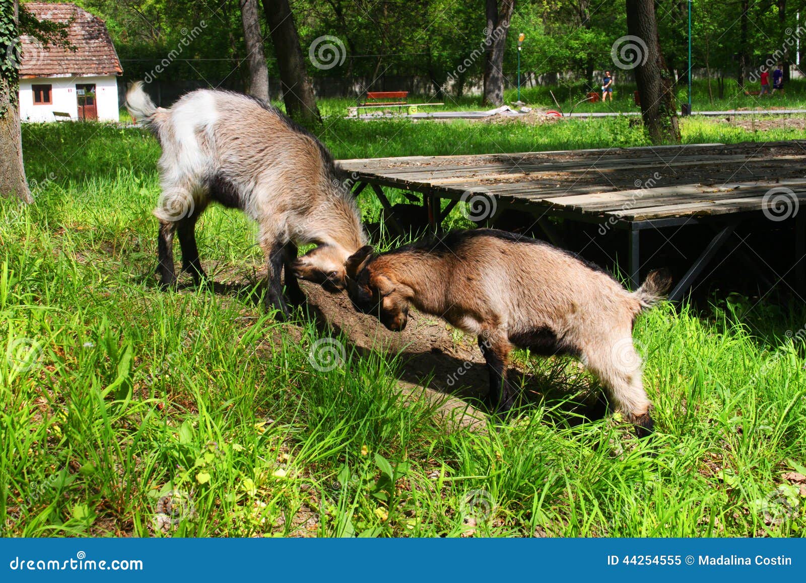Two Young Domestic White Goats Fighting Stock Image - Image of adorable ...