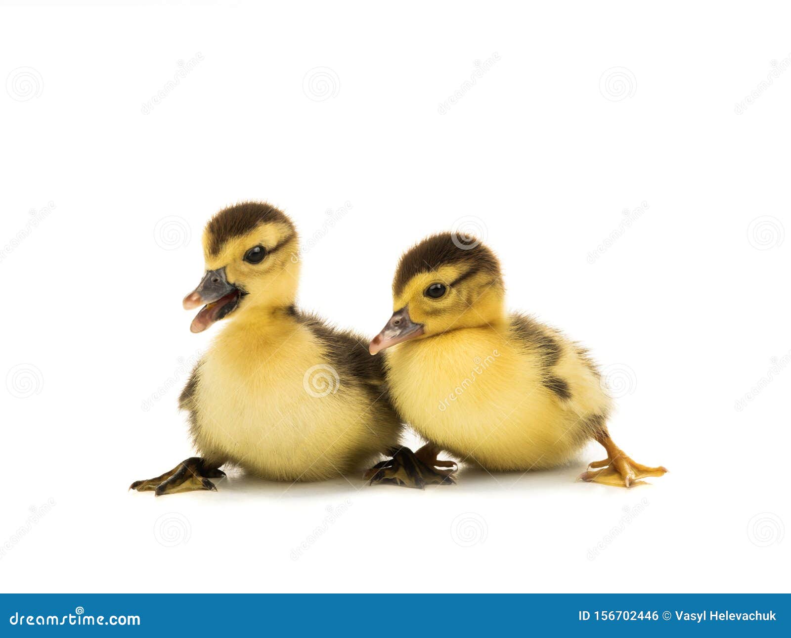 Young Ducks On Traditional Free Range Poultry Farm Royalty-Free Stock Photo | CartoonDealer.com ...