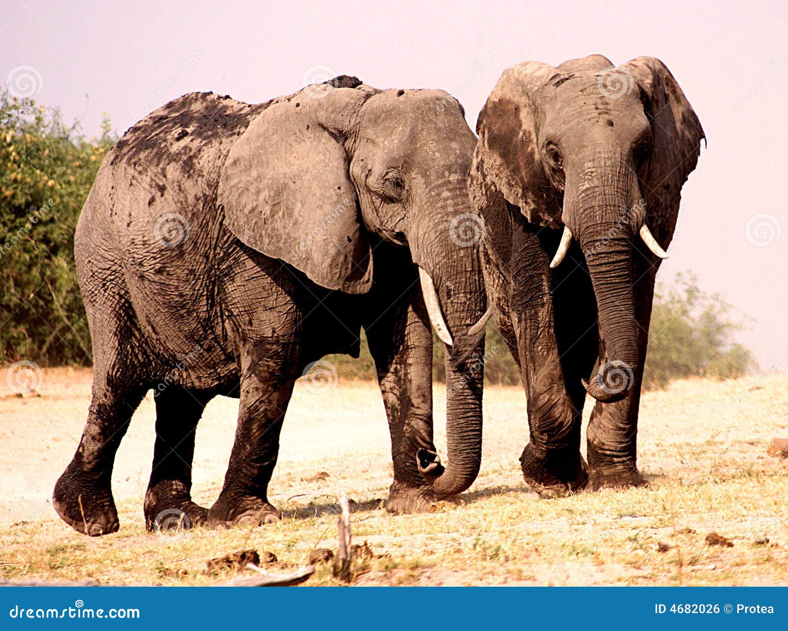 Two young elephants stock photo. Image of mammal, namibia - 4682026