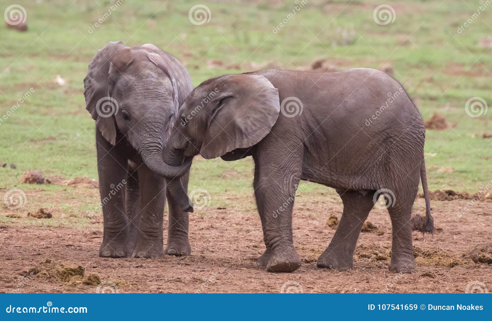 Two Young Elephants Friends Stock Image - Image of safari, ground ...