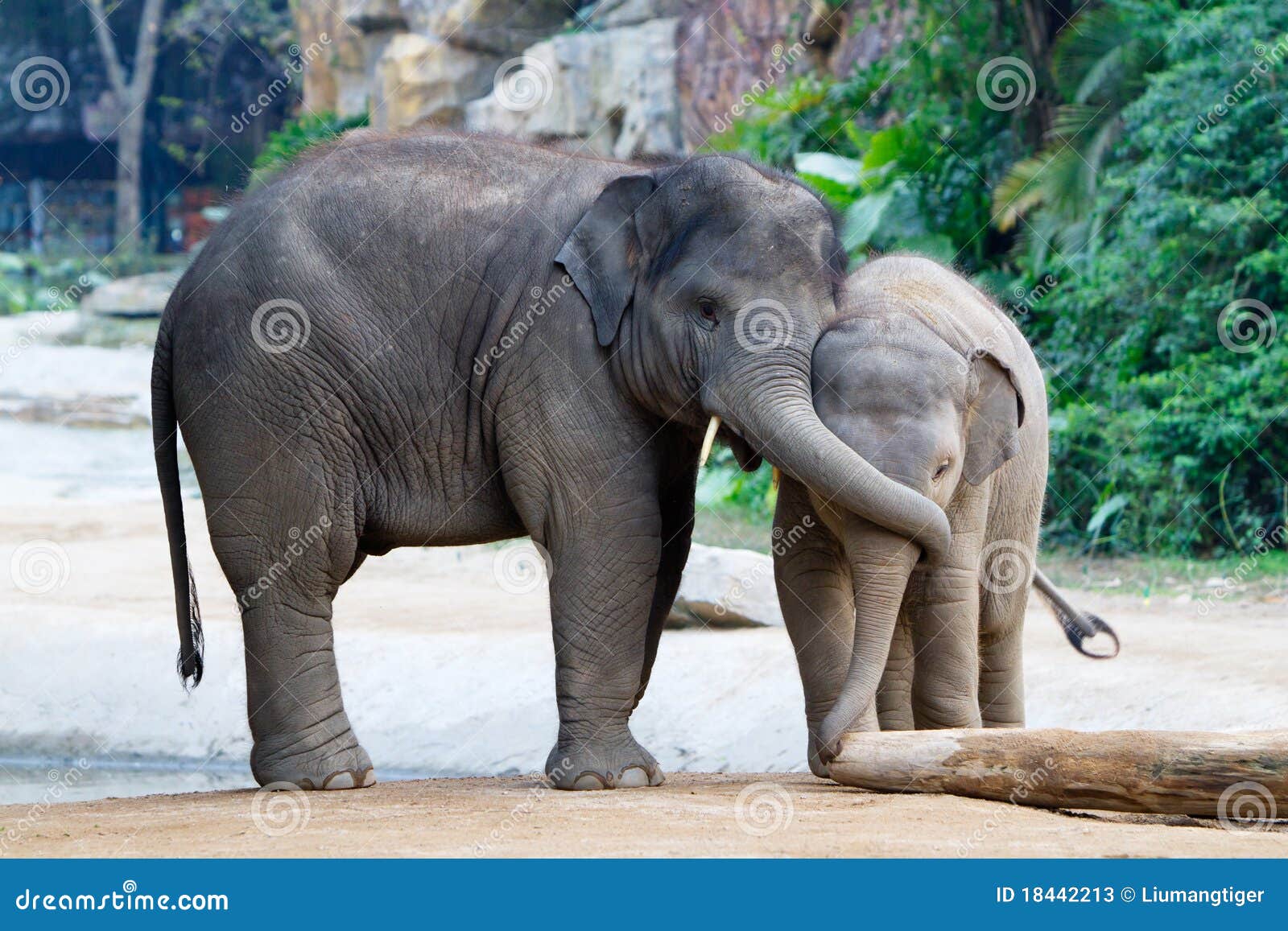 Two Young Elephants Playing Stock Image - Image of intimate, playing ...
