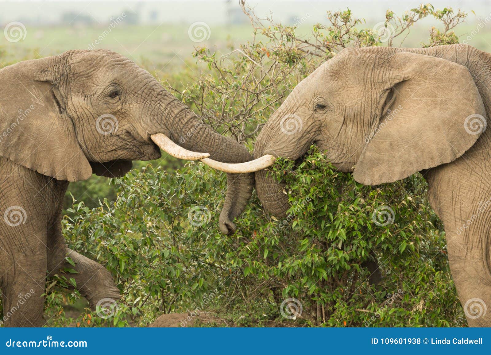 Two Young Elephants Playing in Kenya Stock Photo - Image of tusks ... Two Young Elephants Playing in Kenya Stock Photo - Image of tusks ...