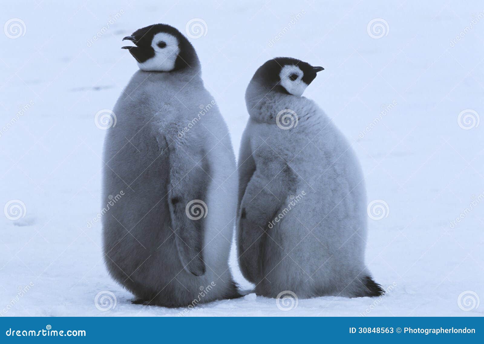 Baby Back Penguin Stock Photos - Free & Royalty-Free Stock Photos from ...