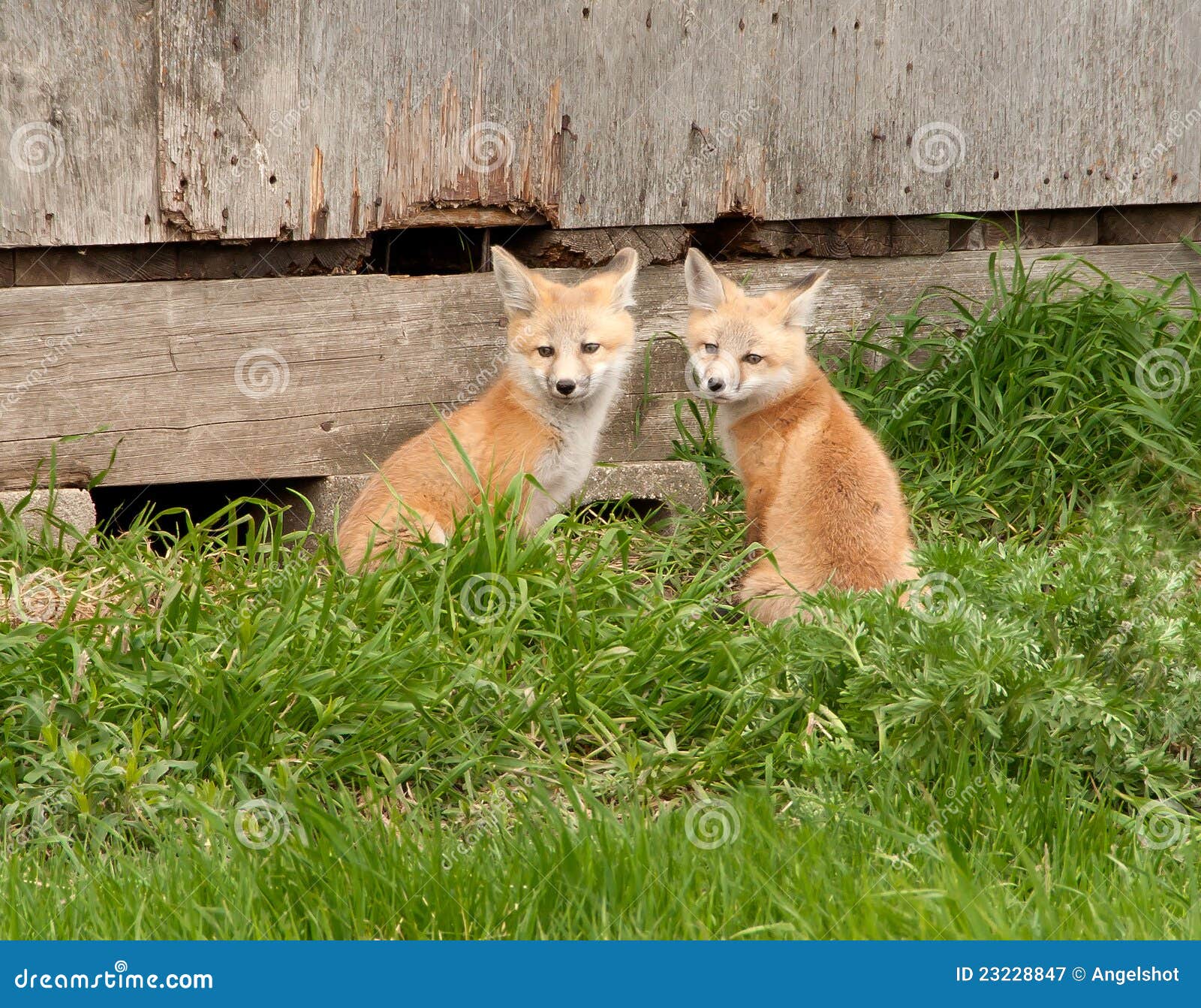 Two young foxes stock image. Image of outdoor, cute, nature - 23228847