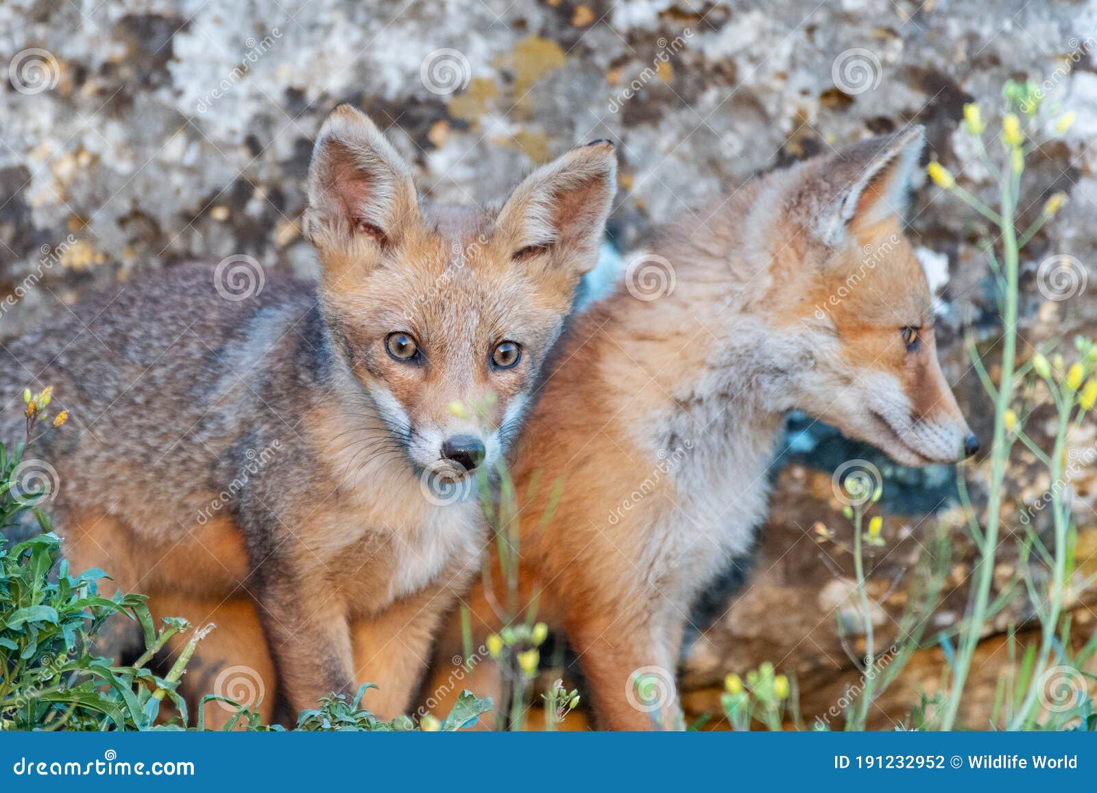 Two Foxes Burrow Stock Photos - Free & Royalty-Free Stock Photos from ...