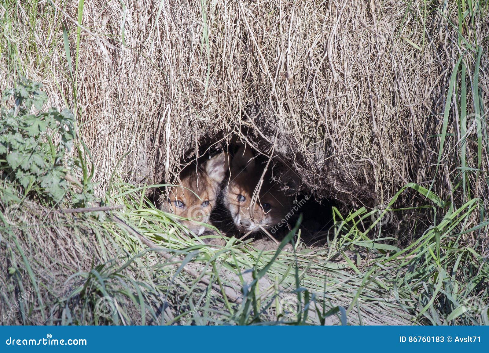 Two Young Foxes Inside the Hole Stock Image - Image of closeup, ecology ...