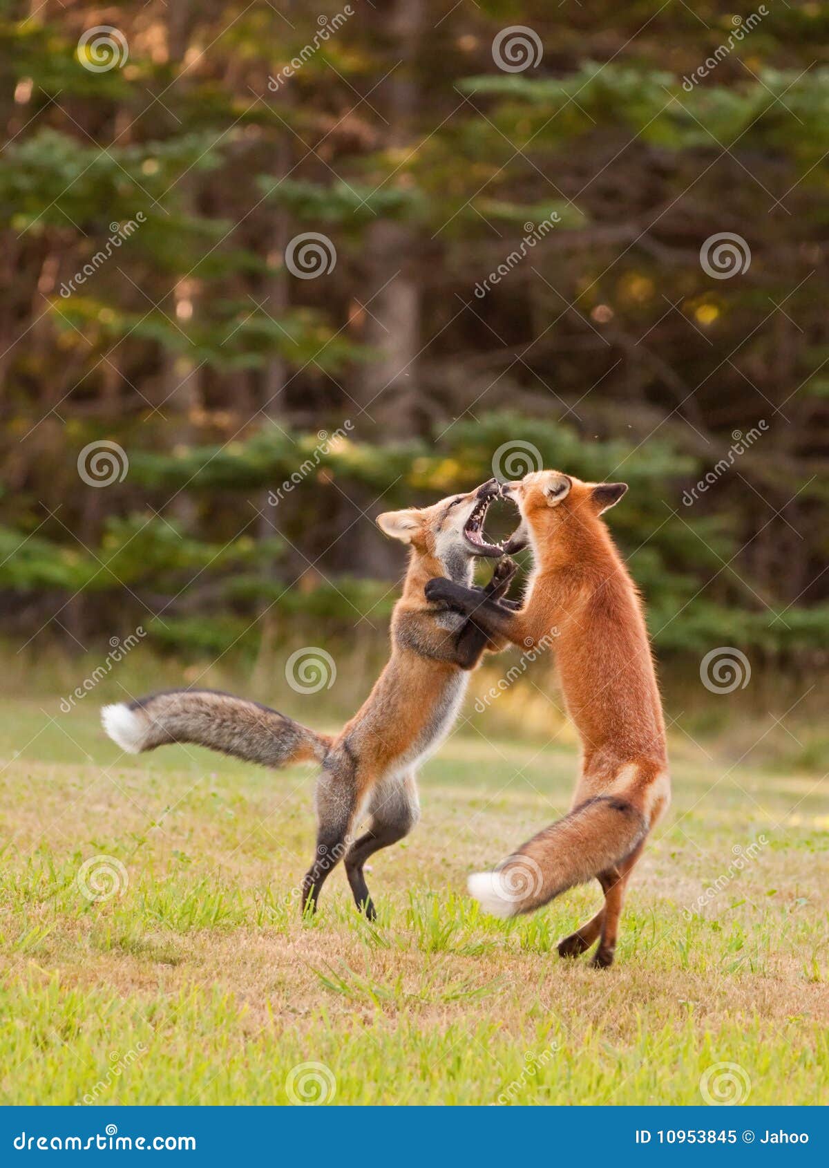Two Young Foxes Playfully Wrestling Stock Image - Image of wild ...