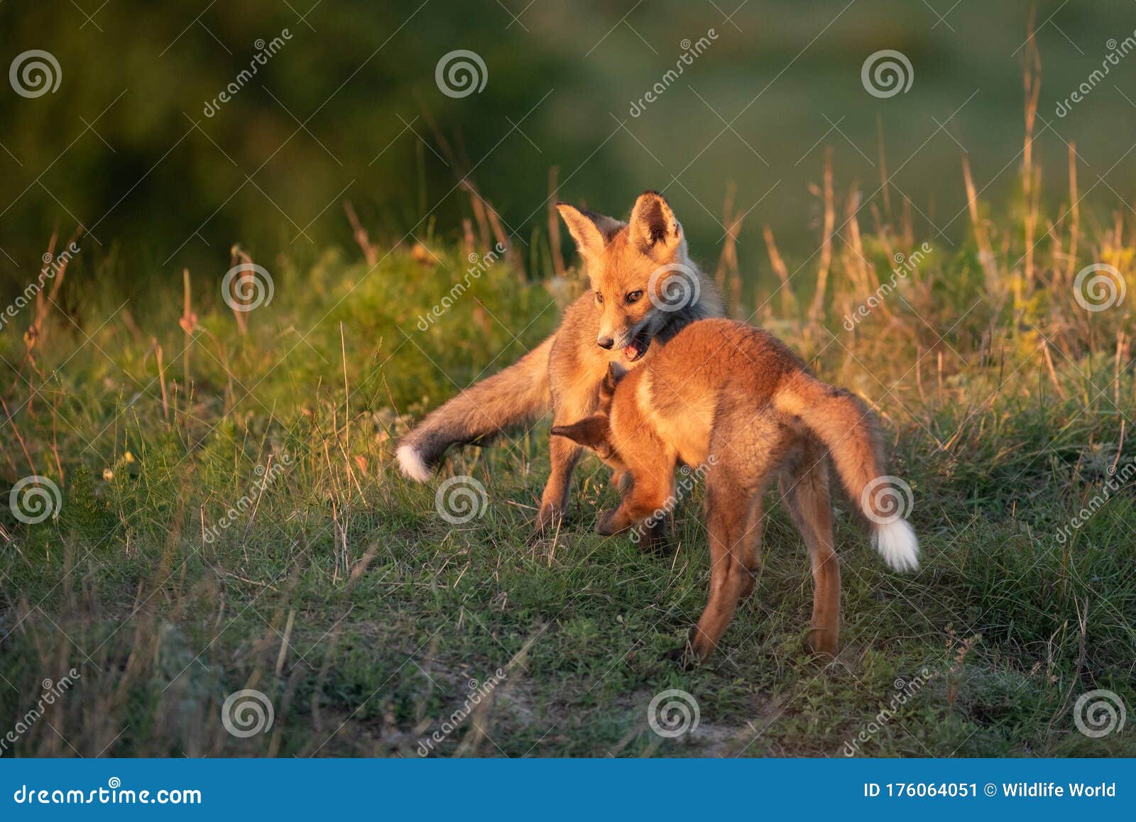 Two Young Foxes Playing in a Beautiful Light. Stock Image - Image of ...
