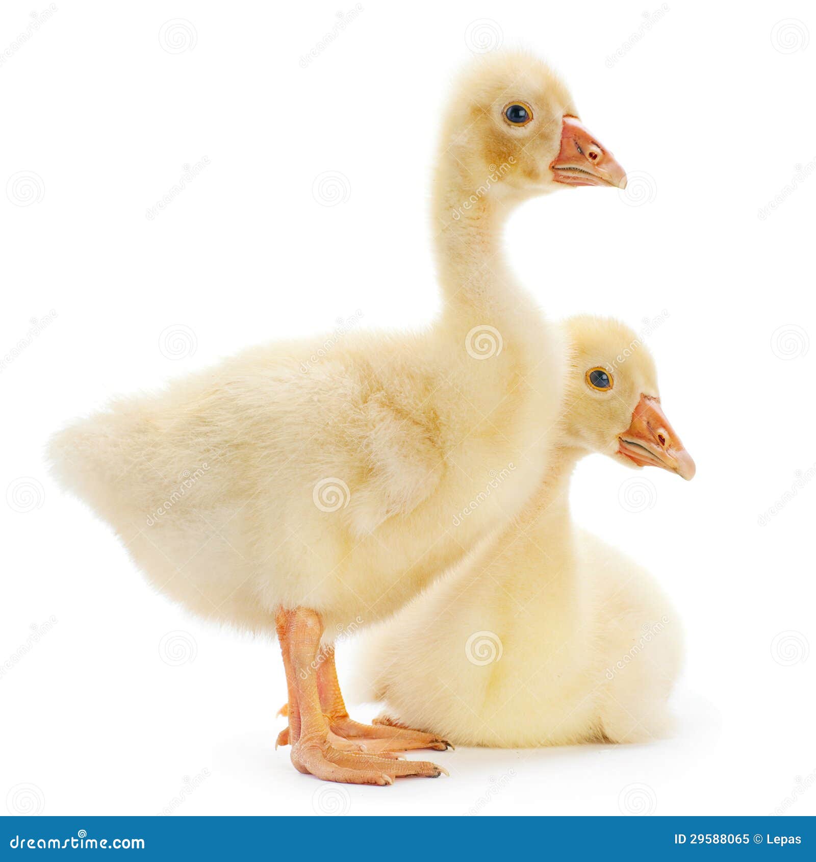 Two young geese stock image. Image of hairy, newborn - 29588065