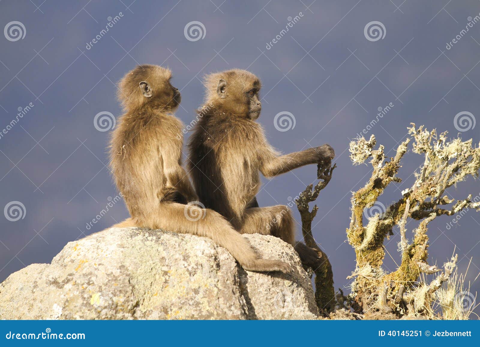 Two Young Gelada Baboons Sitting on a Rock Stock Image - Image of world ...