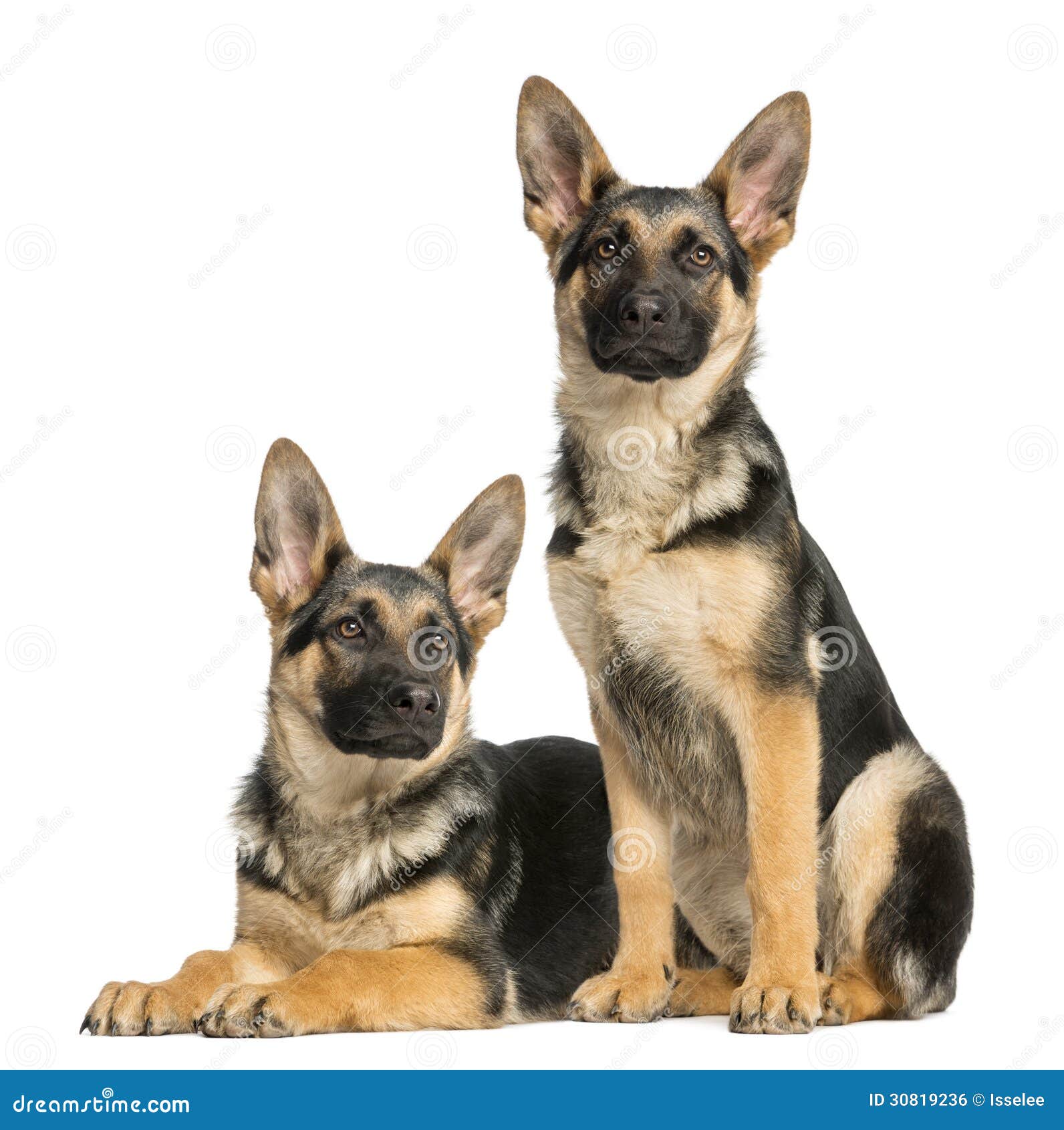 Young German Shepherd Lying Down, Looking Away Stock Photography ... Young German Shepherd Lying Down, Looking Away Stock Photography ...