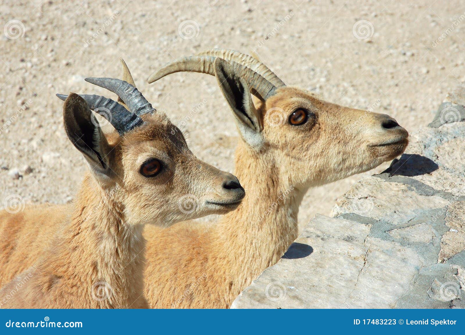 Two young goats. stock image. Image of tourism, negev - 17483223