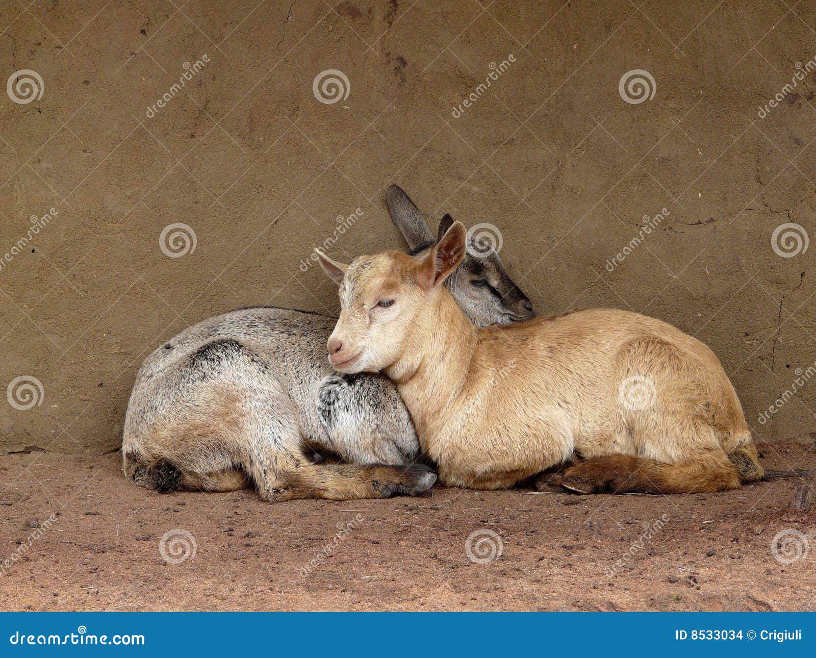 Two Young Goats Cheek To Cheek Stock Photo - Image of animals, couple ...