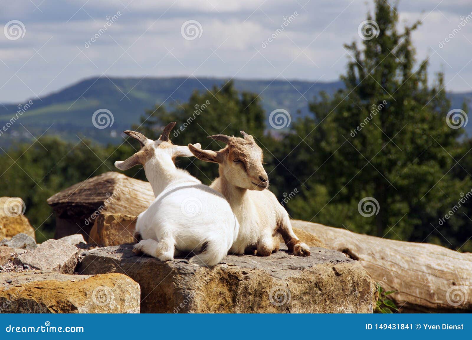 Two Young Goats Enjoy the Sun Stock Image - Image of rock, mountain ...