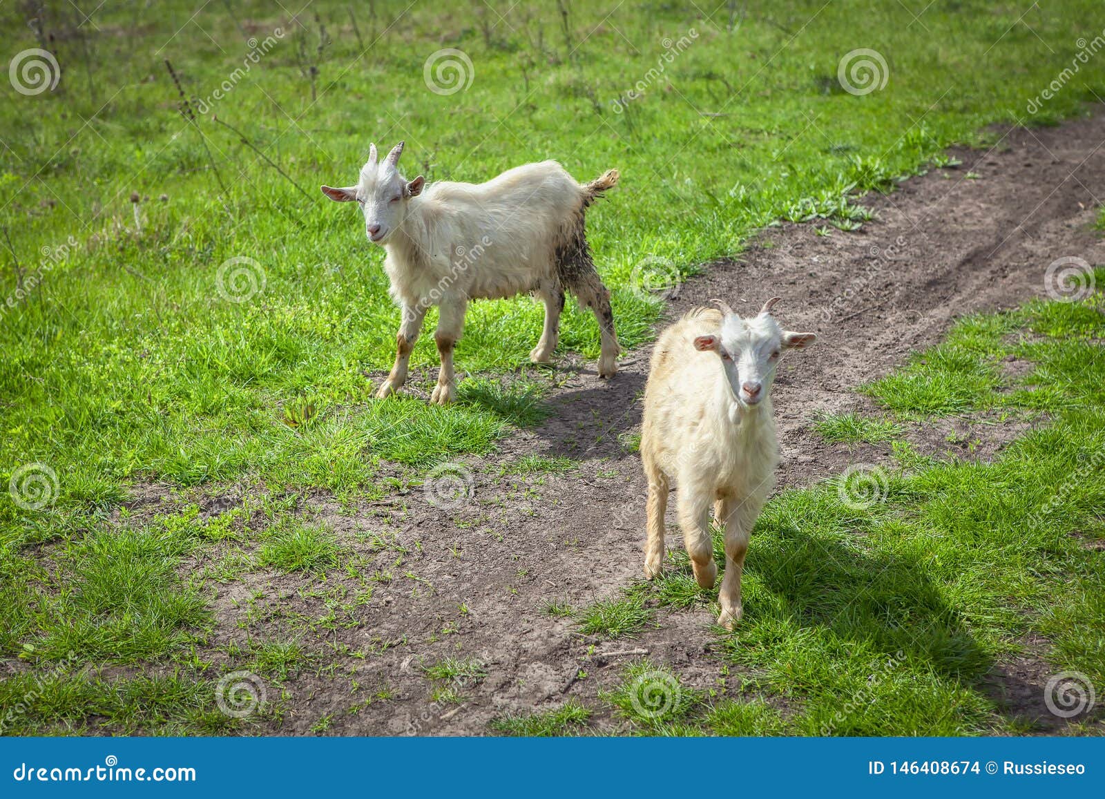Two young goats stock photo. Image of lamb, agriculture - 146408674