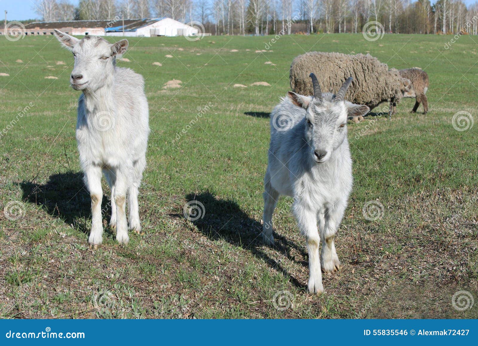 Two Young Goats on the Pasture Stock Photo - Image of horns, graze ...