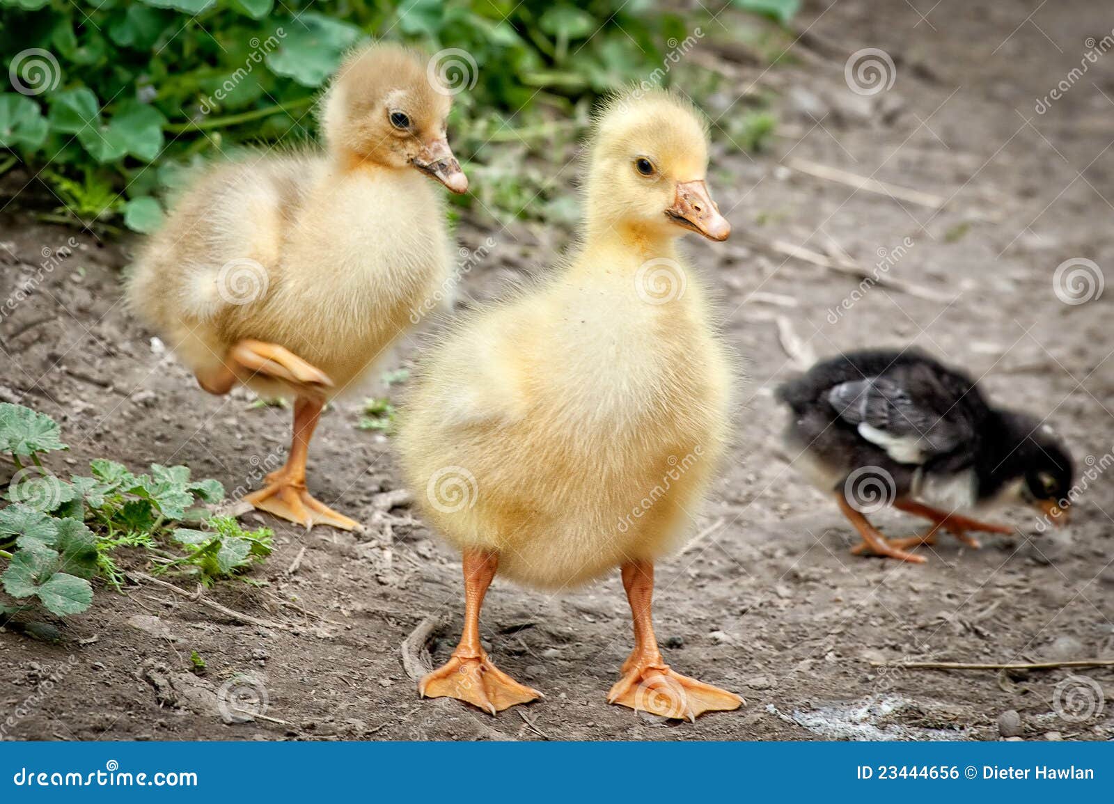Two young Goose stock photo. Image of greenhorn, innocent - 23444656