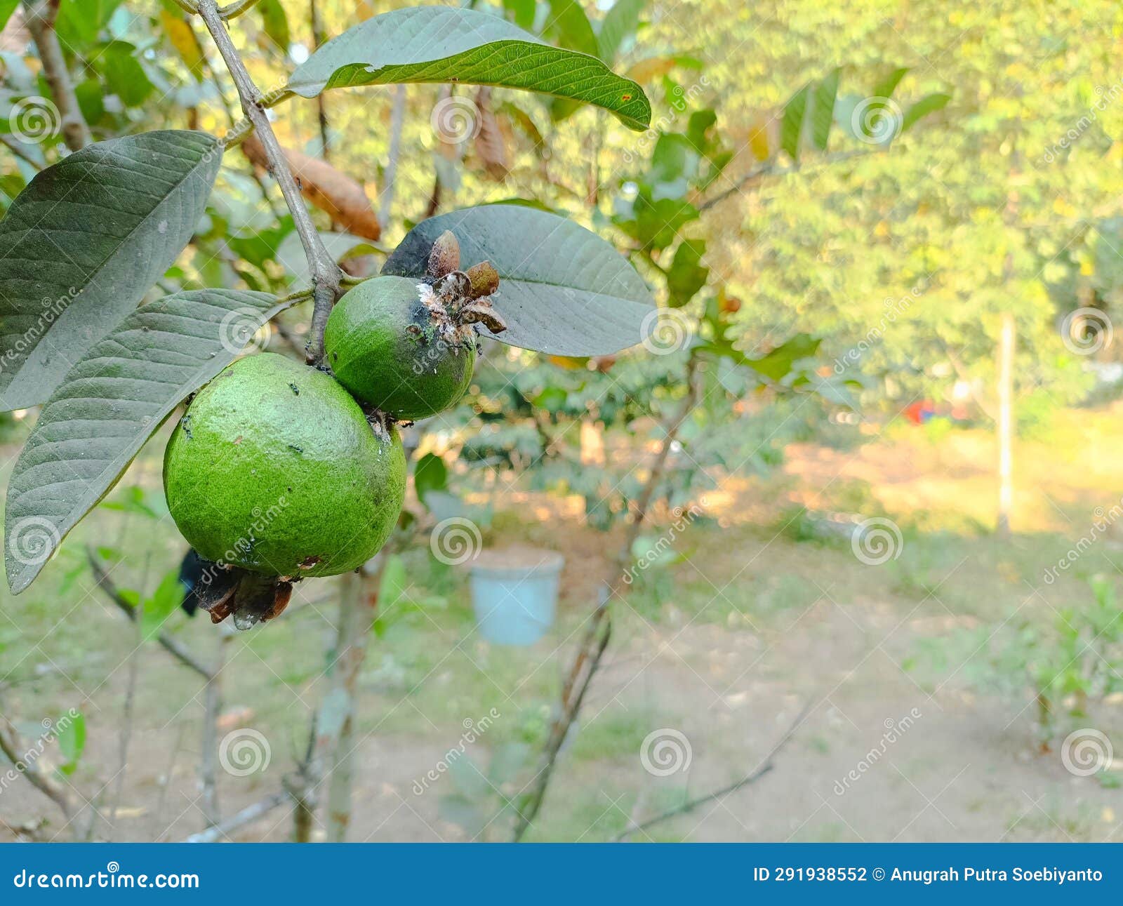 Two Young Green Guavas Hanging on a Guava Tree Stock Photo - Image of ...