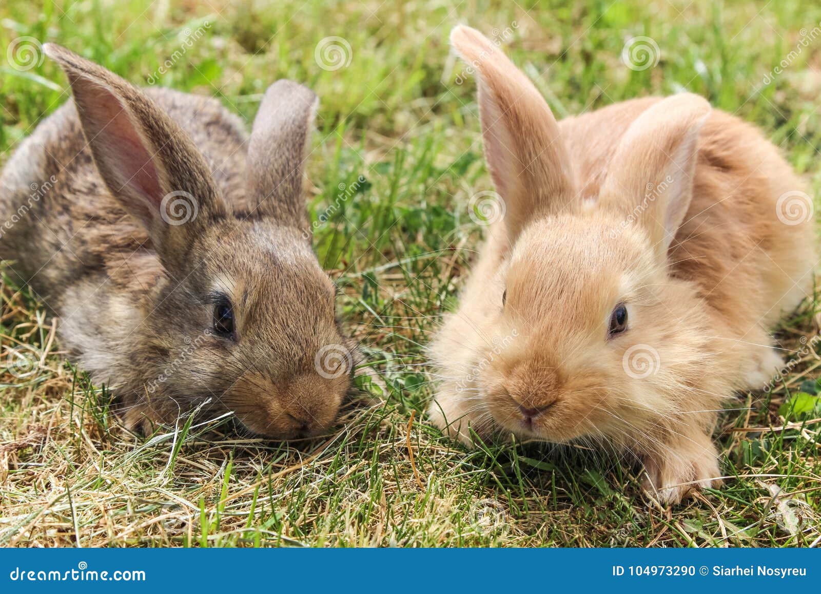 Two Young Grey and Red Rabbits Sitting on Green Grass, Close Up Stock ...