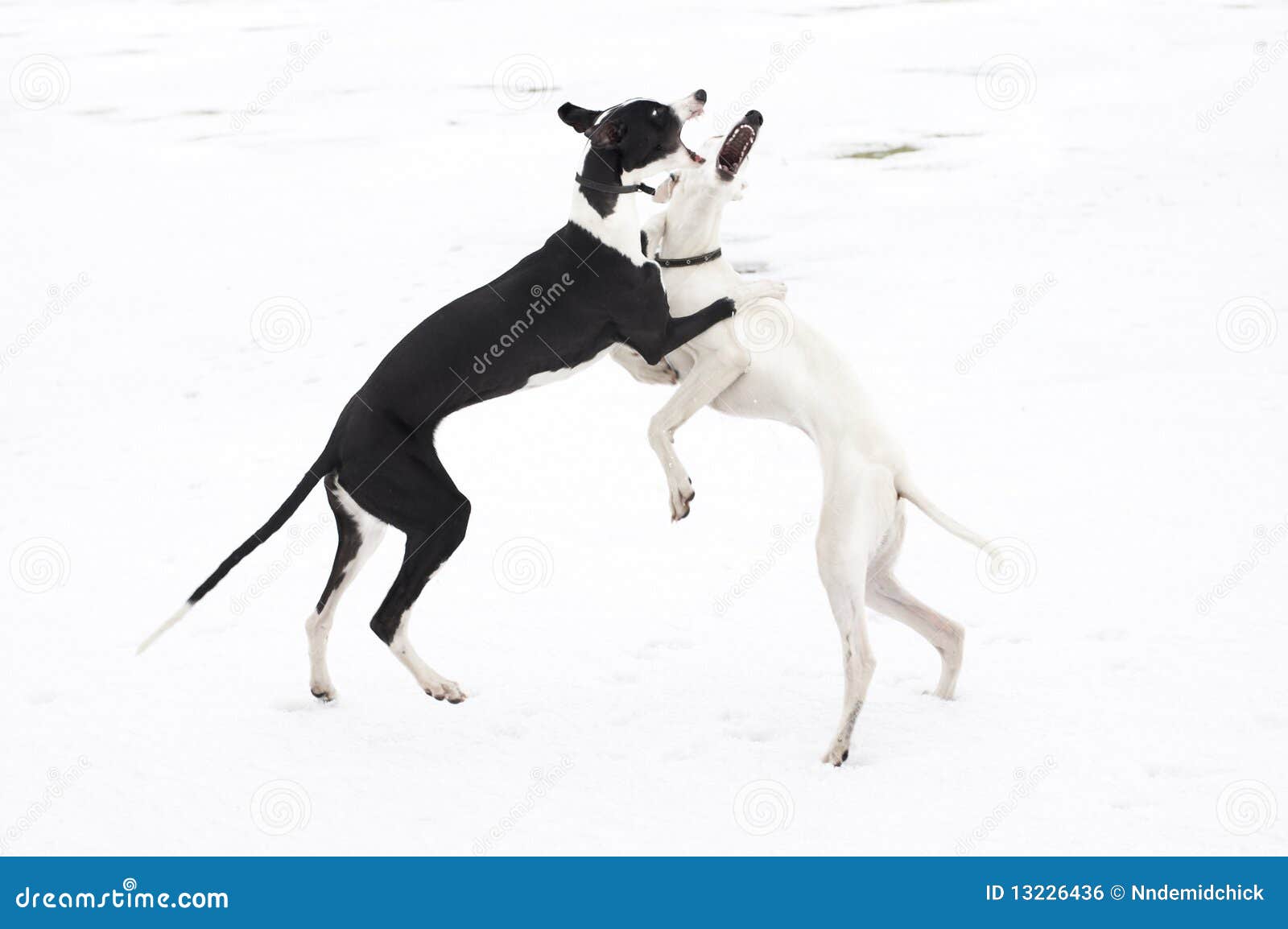 Two young greyhounds play stock photo. Image of hunter - 13226436