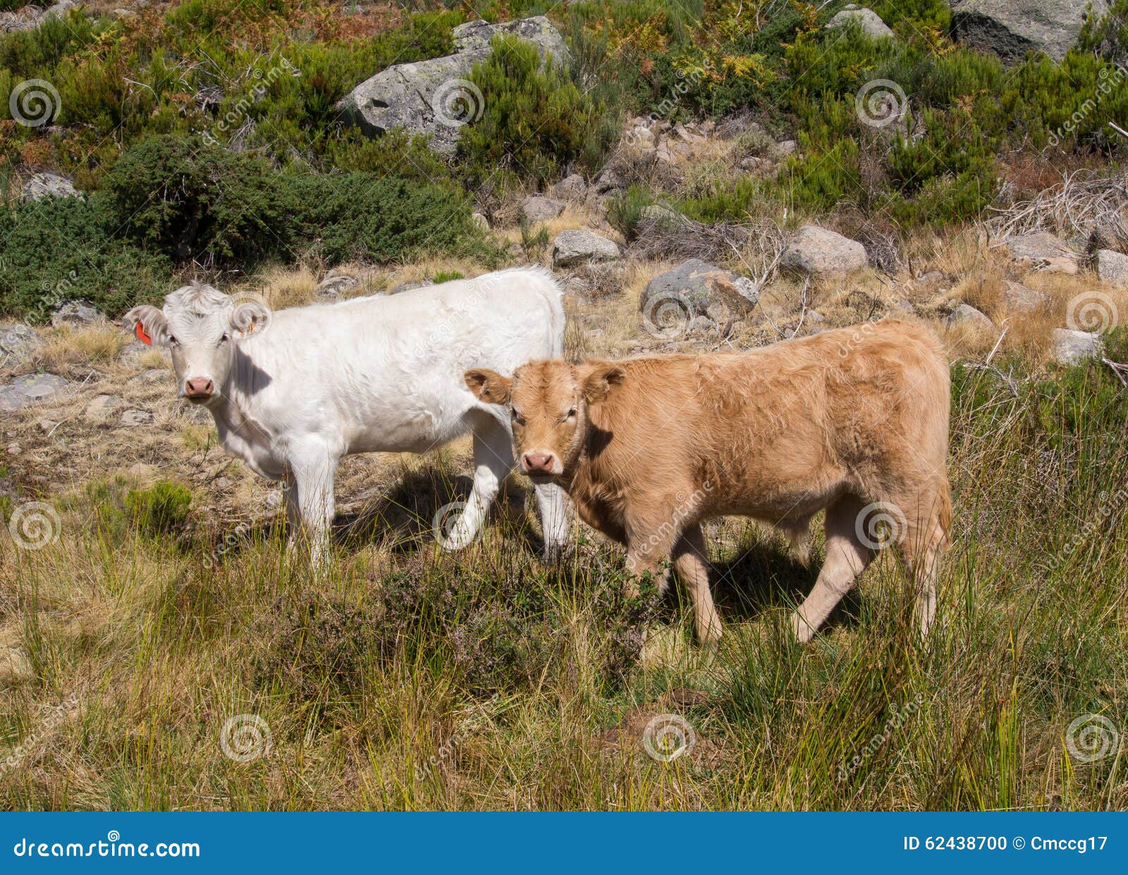 Two young happy calves stock photo. Image of bovine, outside - 62438700