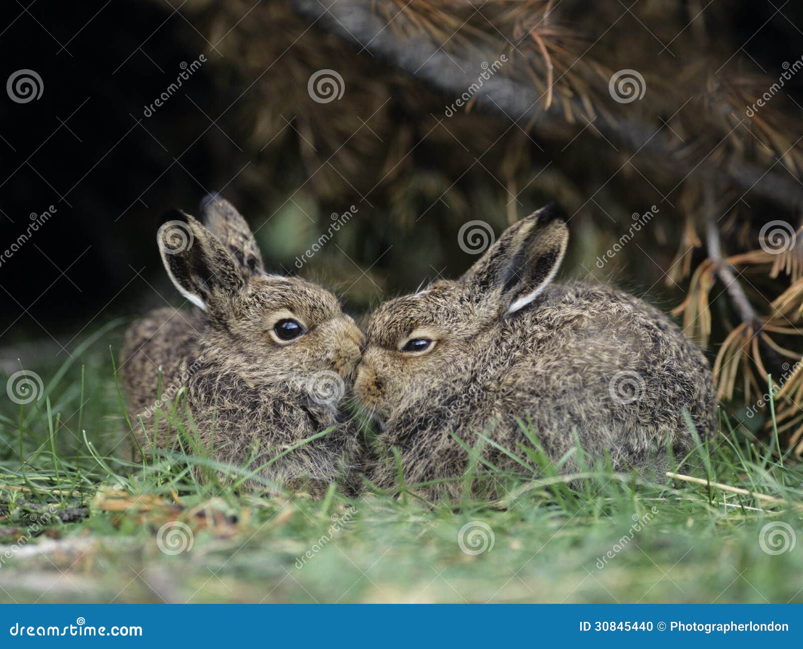 Two Young Hares Sitting by Bush Stock Photo - Image of wildlife, mammal ...
