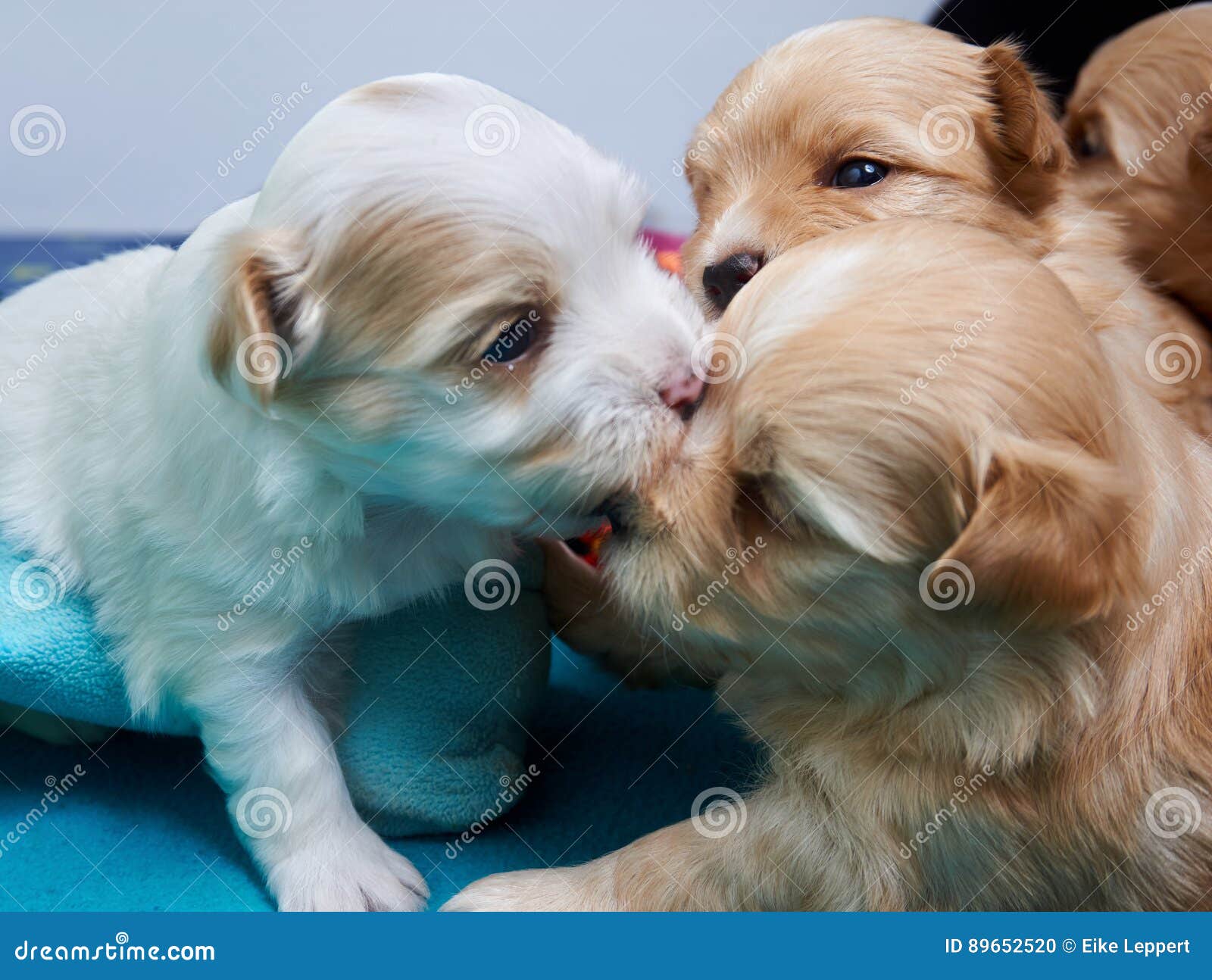 Two Young Havanese Puppies Play Fighting and Biting Each Other Stock ...