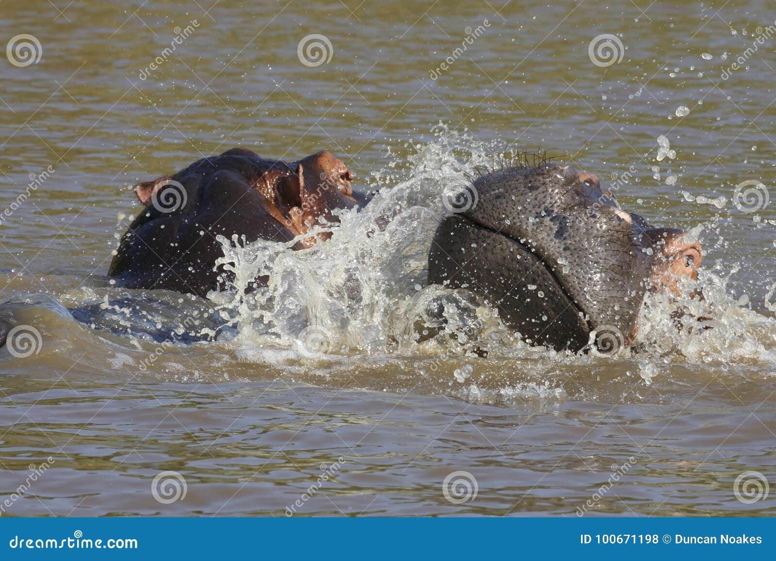 Two Young Hippos Playing stock photo. Image of large - 100671198