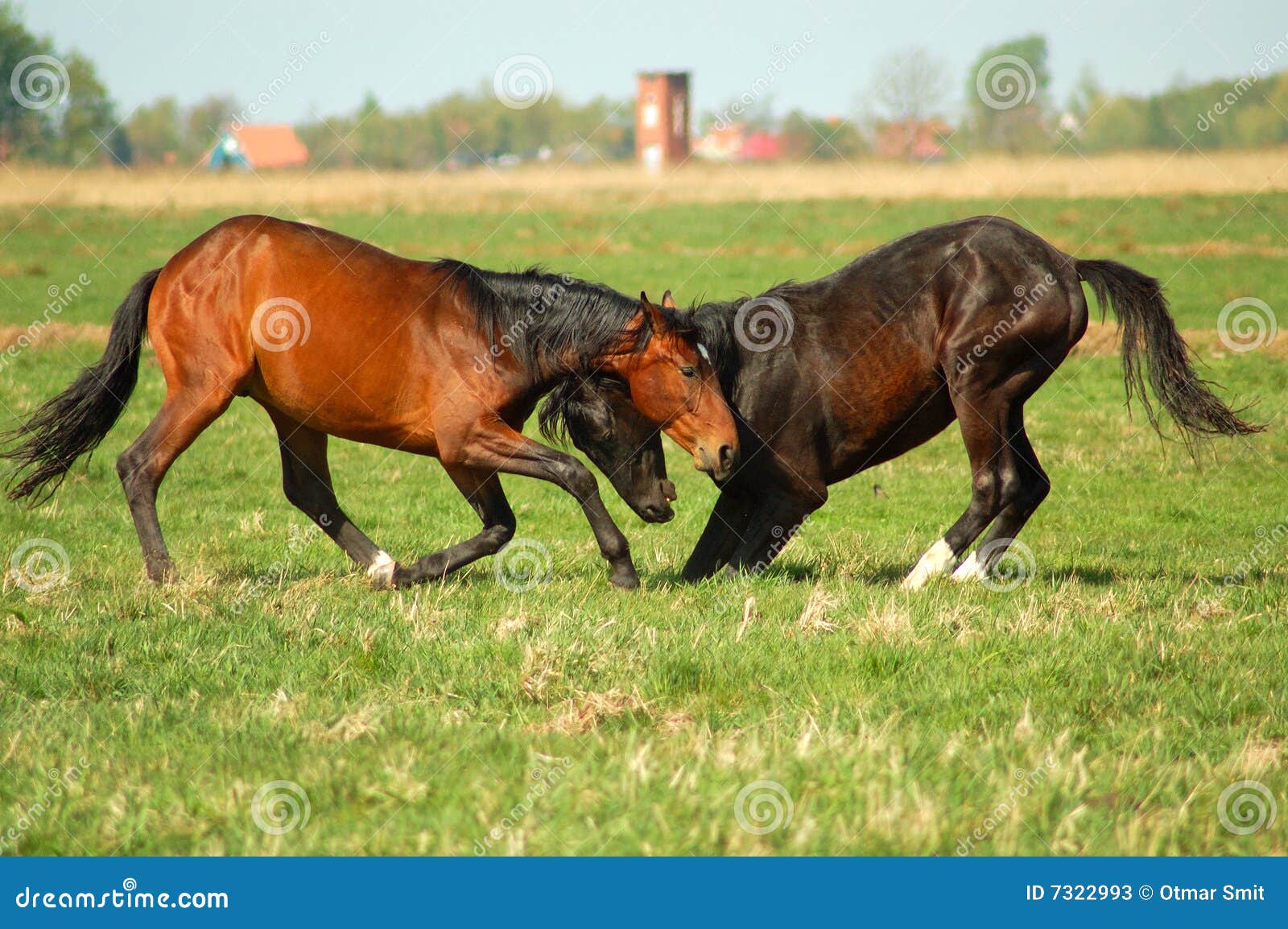 Two young Horses fighting stock image. Image of mammal - 7322993