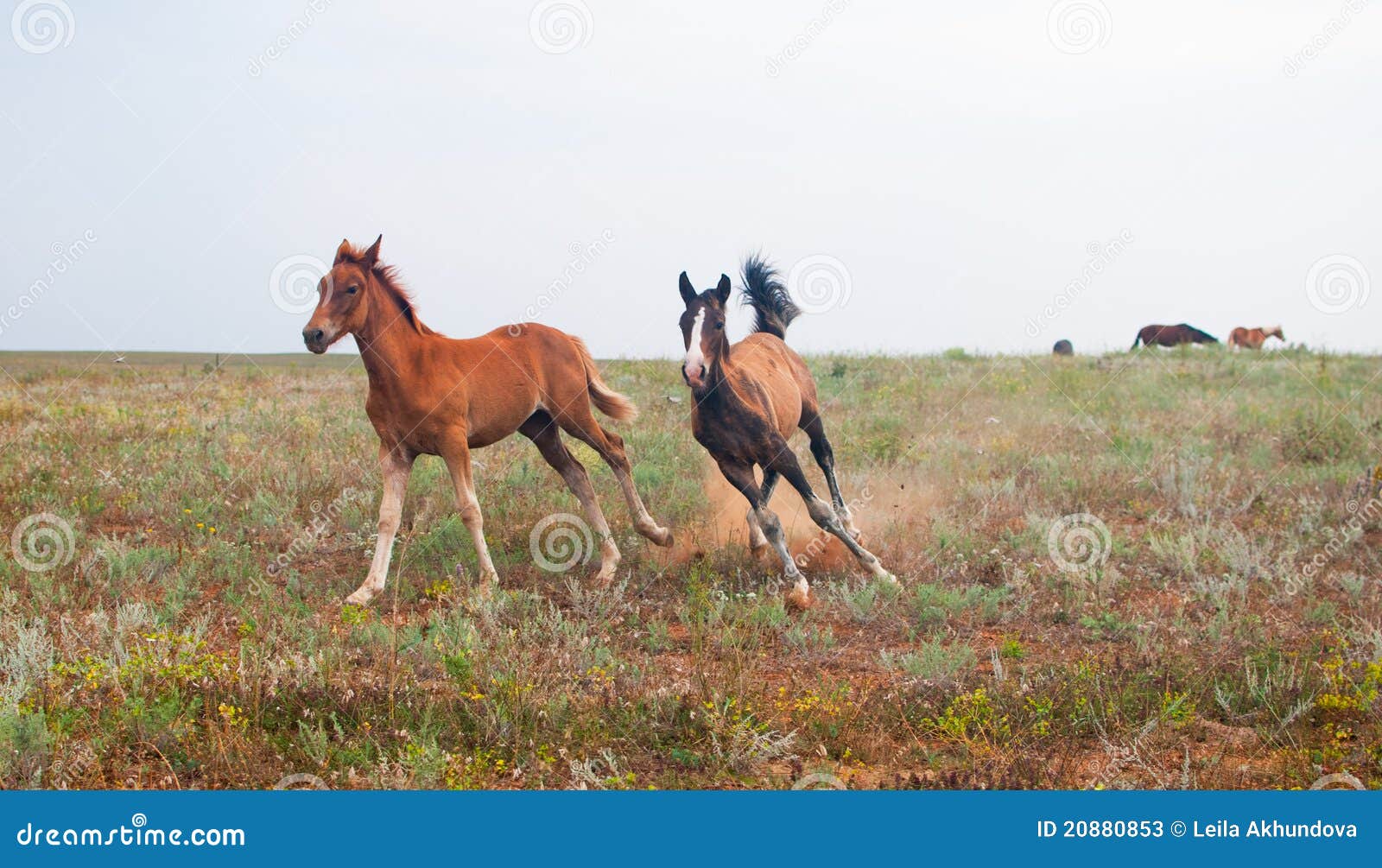 Two Young Horses, Foals Running Stock Image - Image of beauty, rushing ...