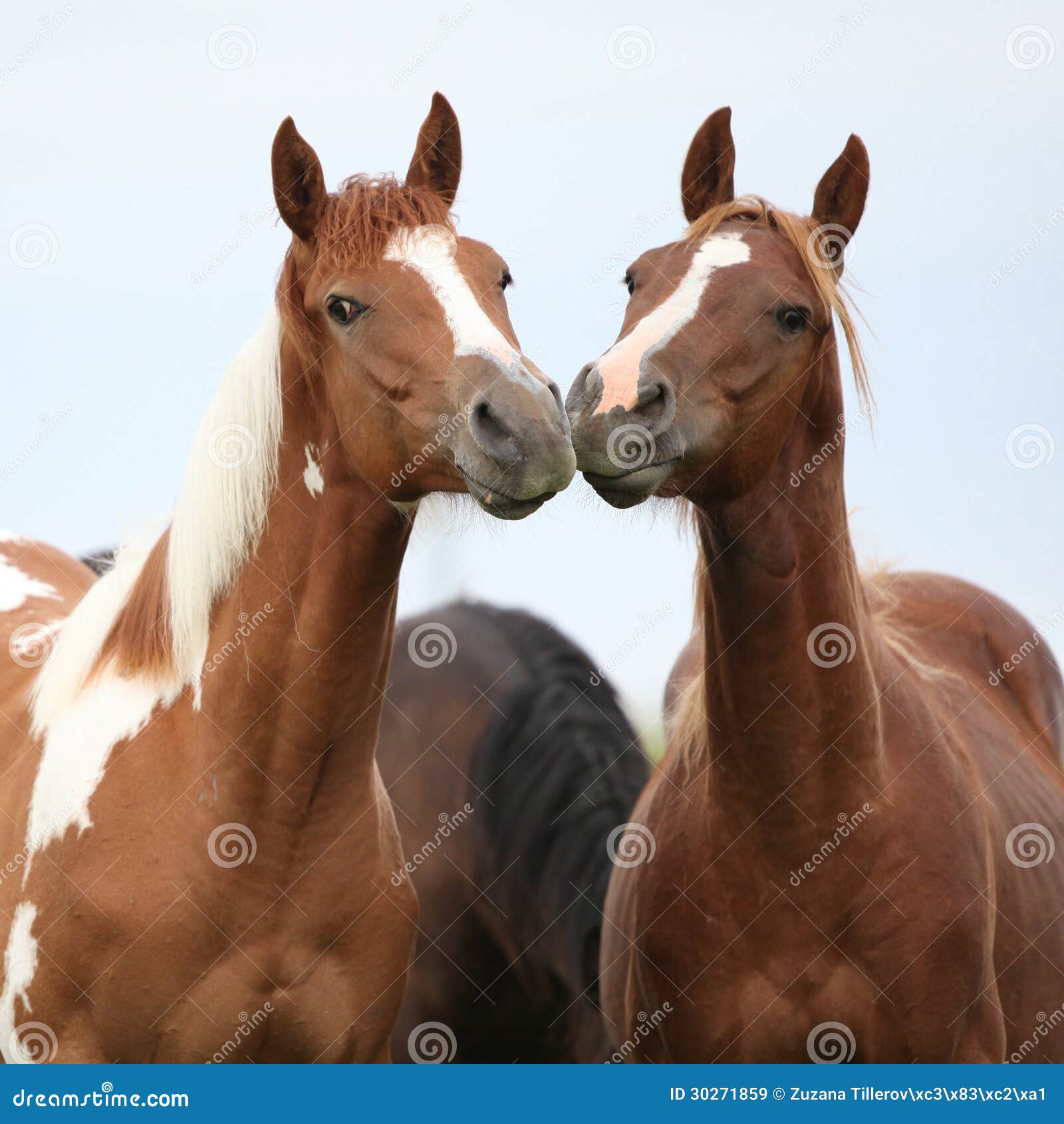 Two Young Horses Together on Pasturage Stock Image - Image of inaction ...