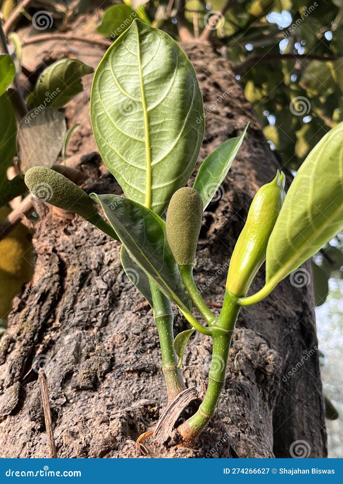Two Young Jackfruit and a Flower Stock Image - Image of young, branch ...