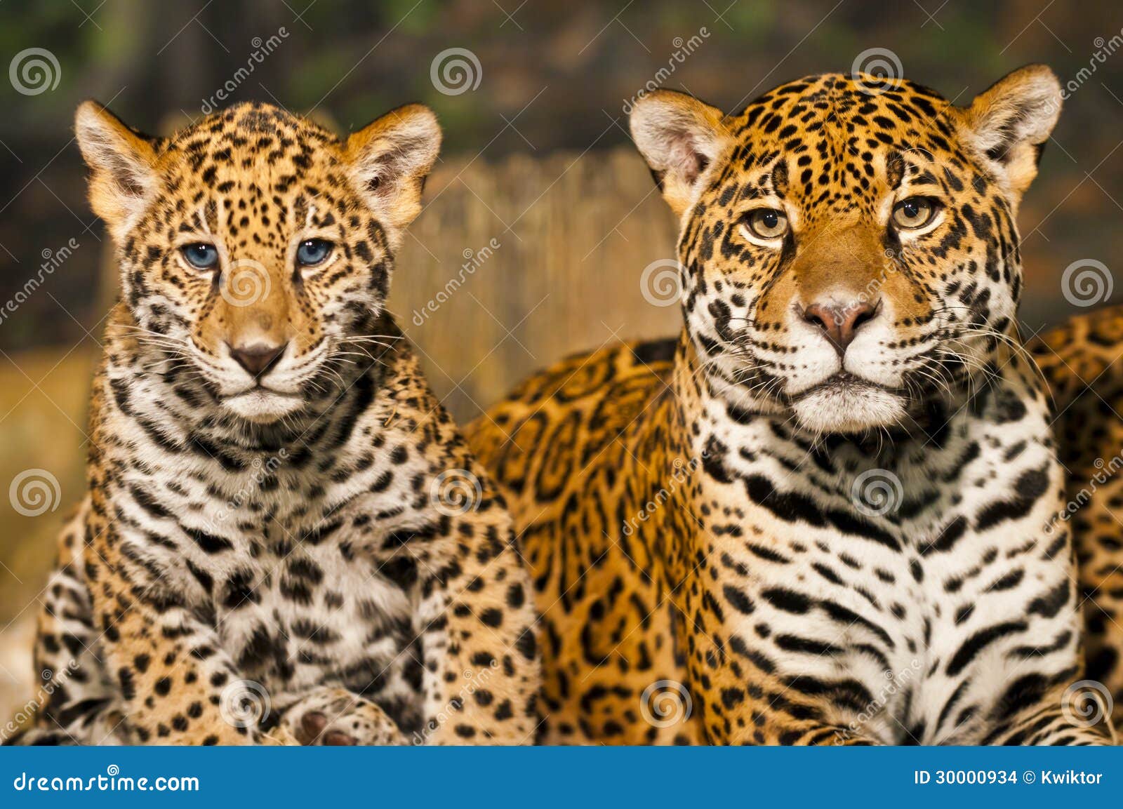 Jaguar Family stock photo. Image of panther, leopard - 30000934