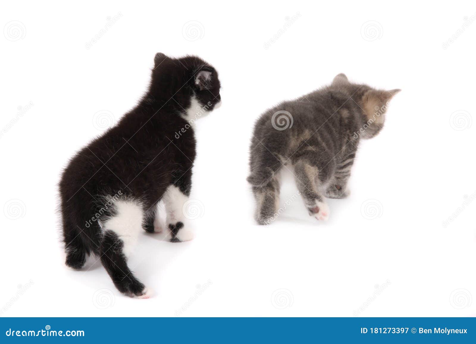 Two Young Kittens Walking Away from the Camera Stock Image - Image of ...