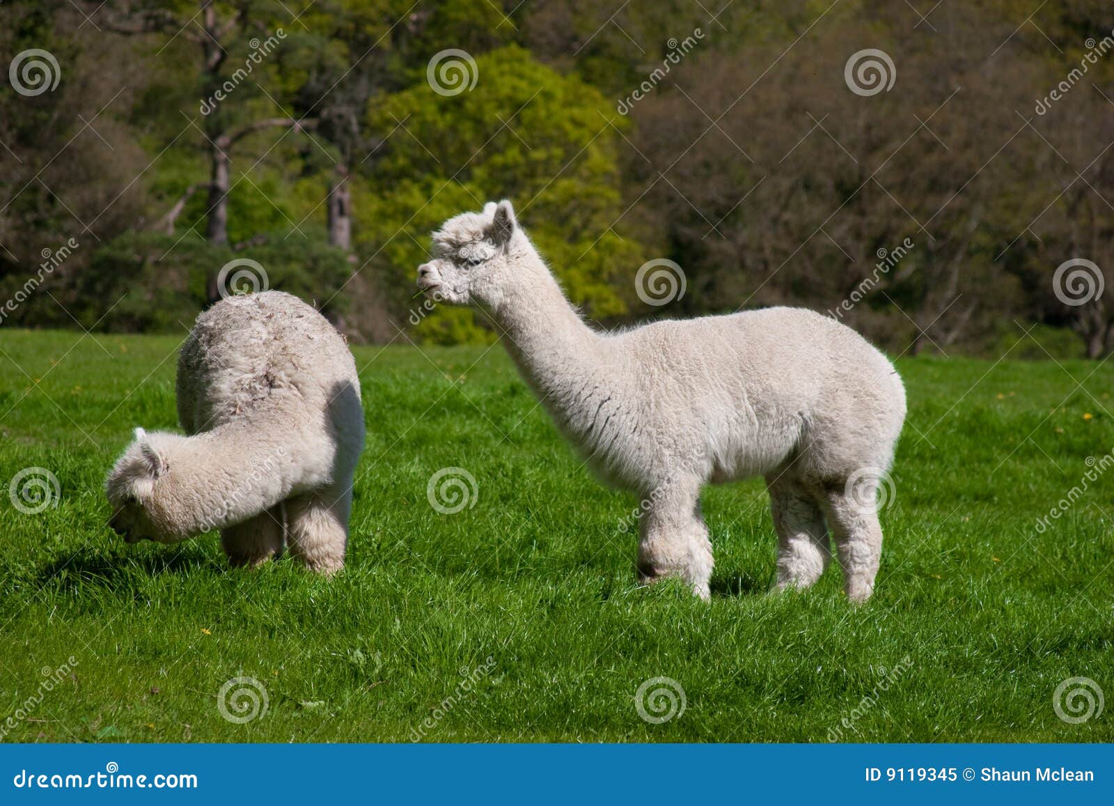 Two Young Lama stock image. Image of tree, wool, grass - 9119345