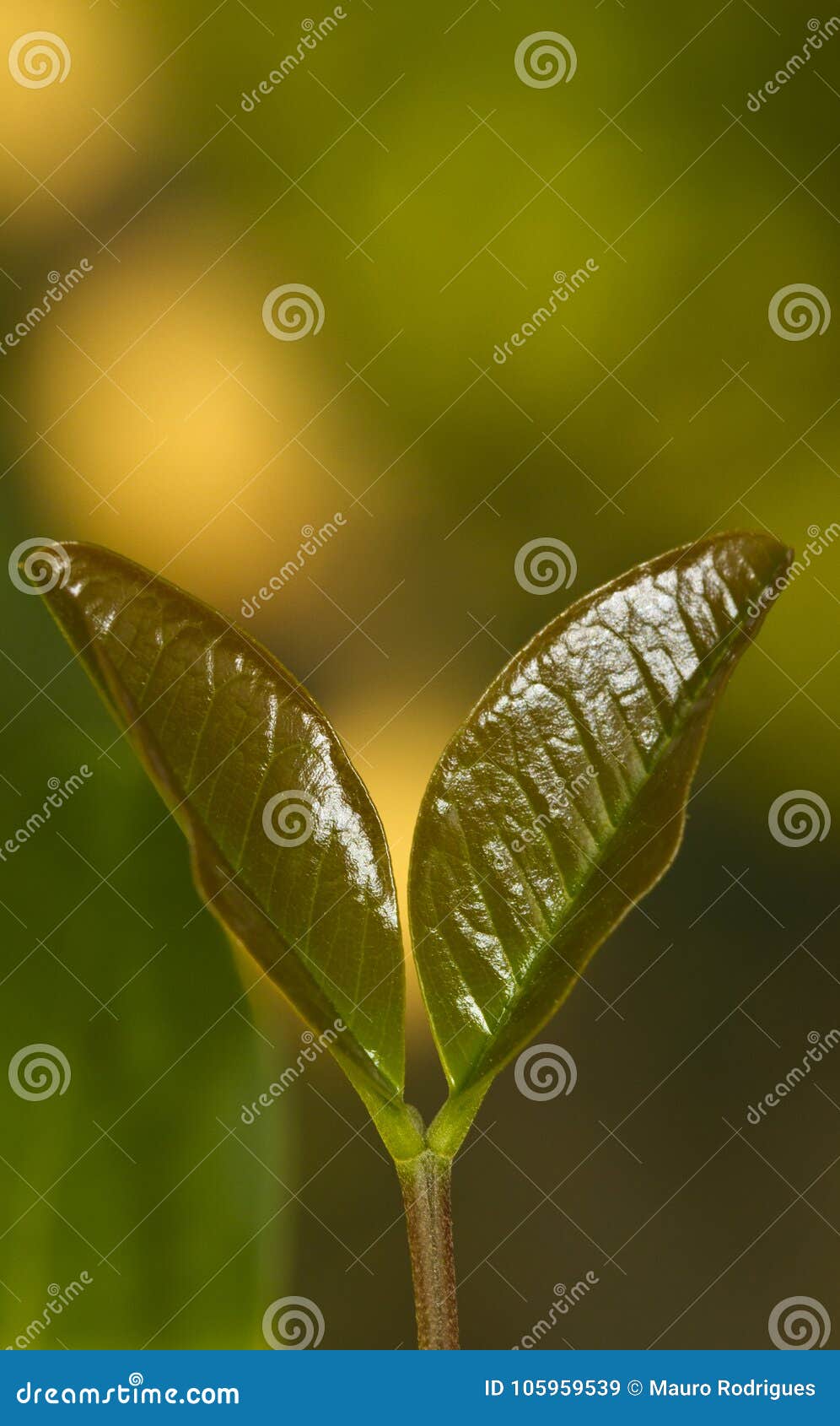 Two young leafs stock image. Image of young, sprout - 105959539